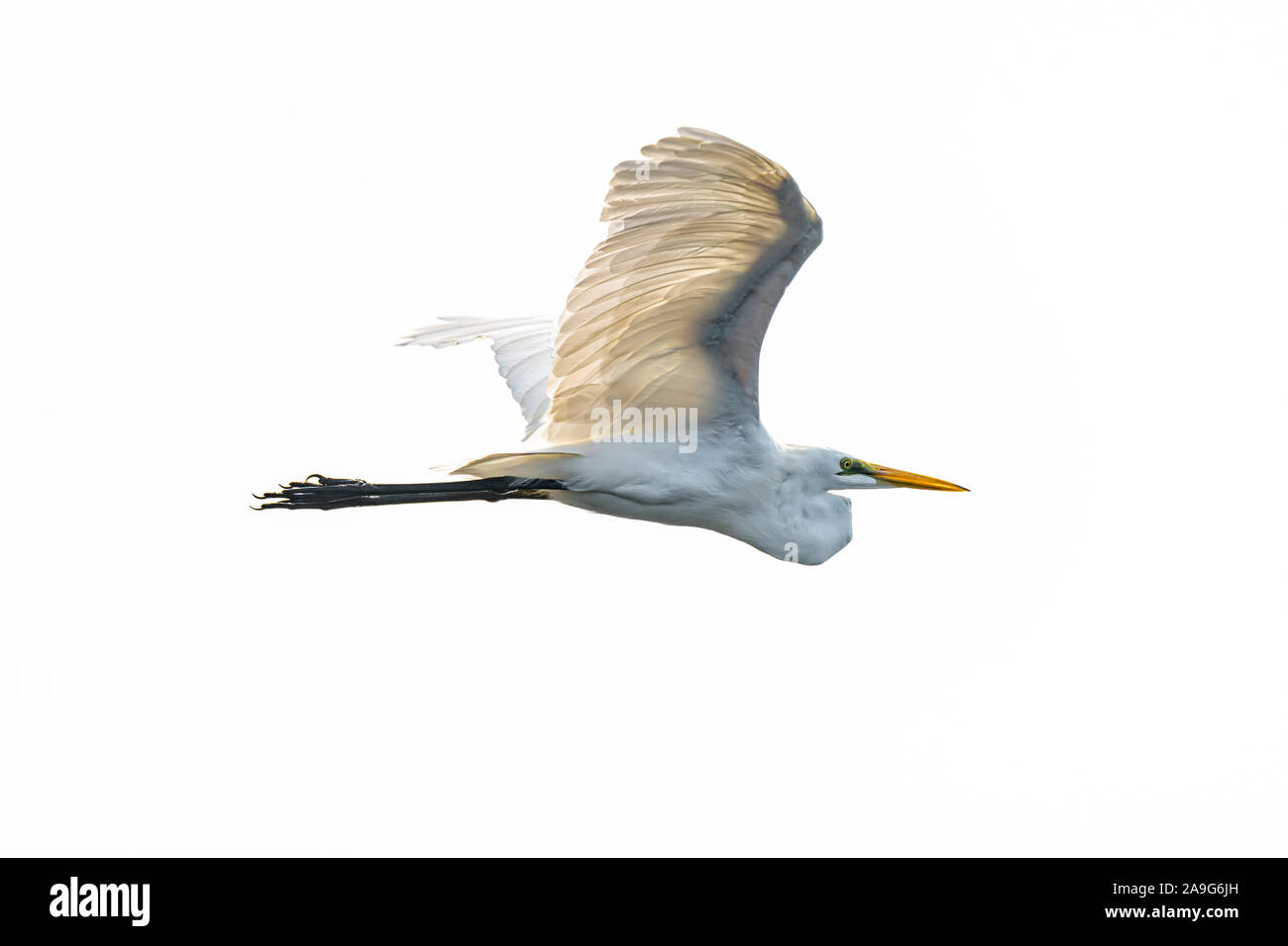 Great Egret in flight isolated on white background Stock Photo - Alamy
