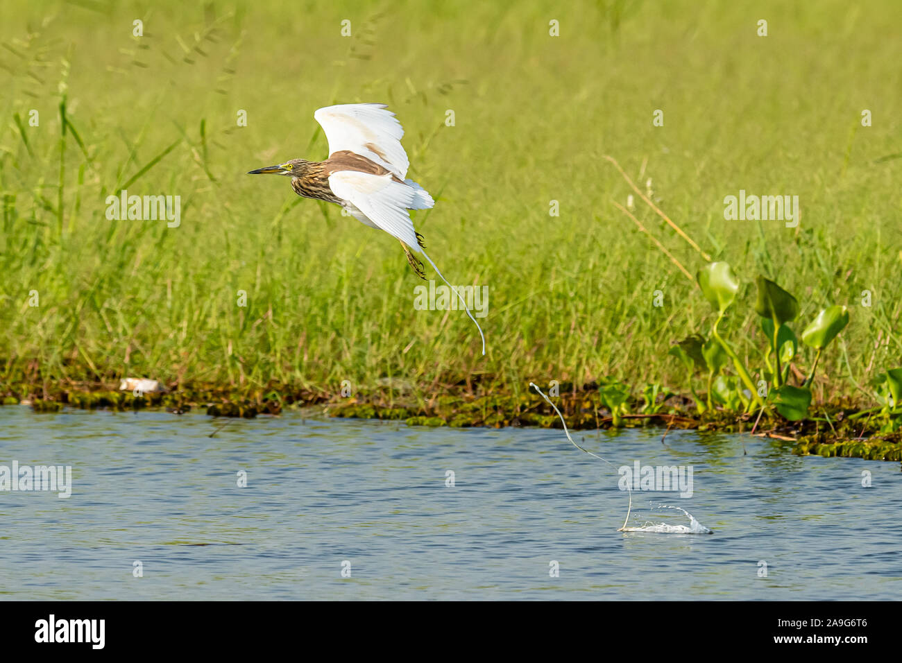 Indian Pond Heron dropping poop into water while flying Stock Photo - Alamy