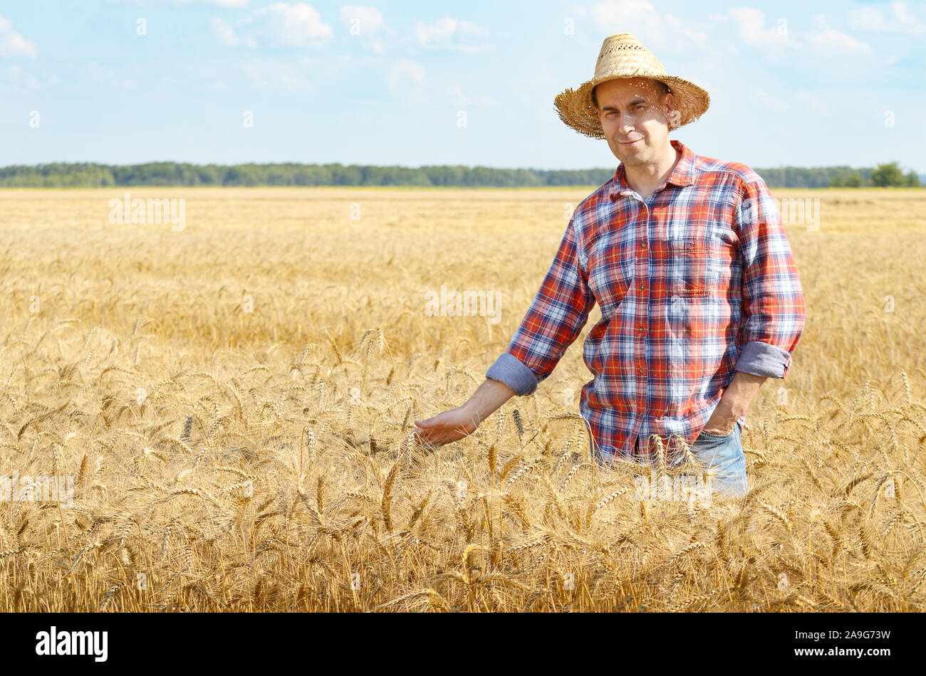 Farmer in straw hat touching wheat spikelets by his hand at cornfield ...