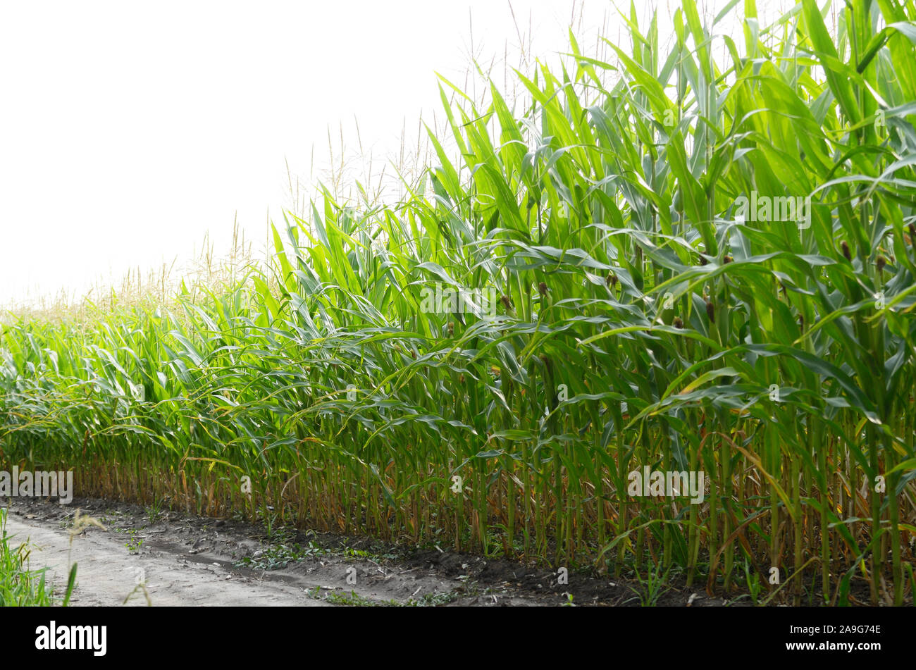 Maize corn green field summer time. Agriculture industrial background ...
