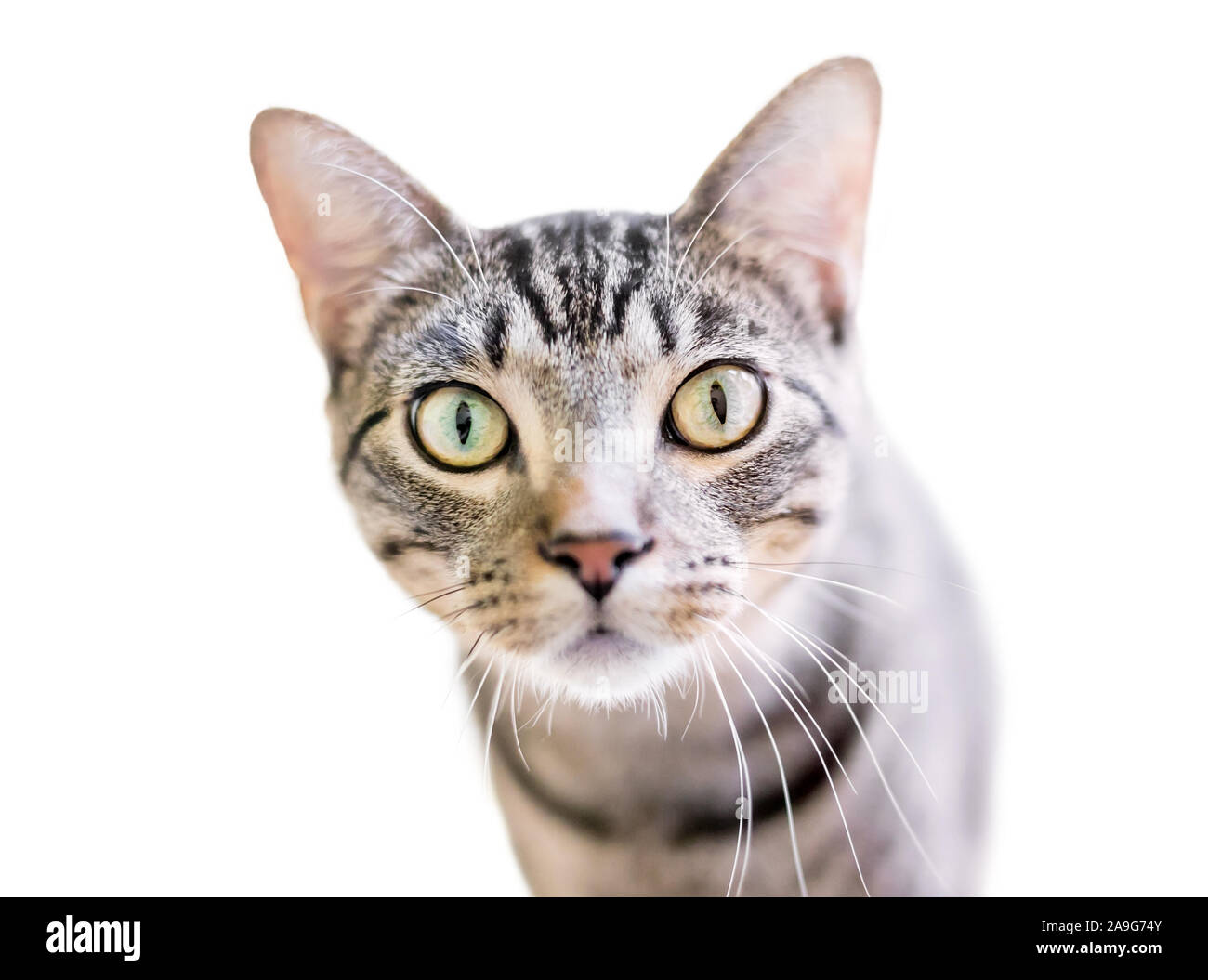 Wide Eyed Cat Nutella