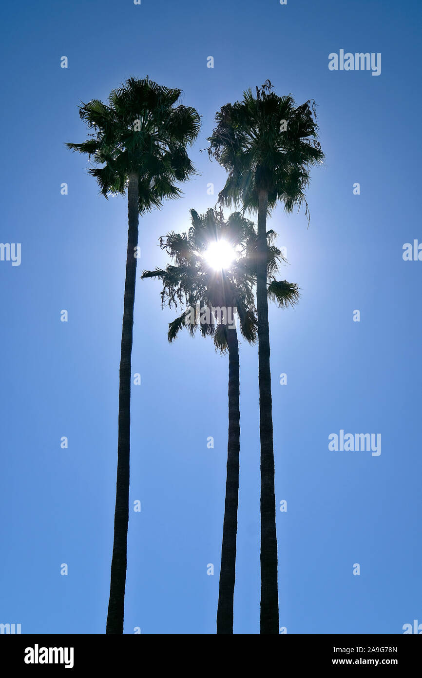 Santa barbara palm trees california hi-res stock photography and images ...