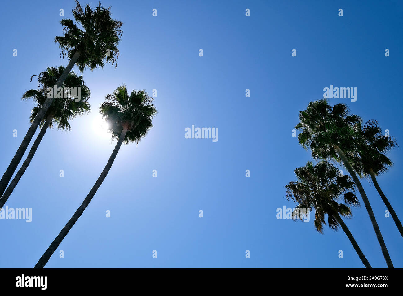 Palm trees and sun in front of blue sky in Santa Barbara, California ...