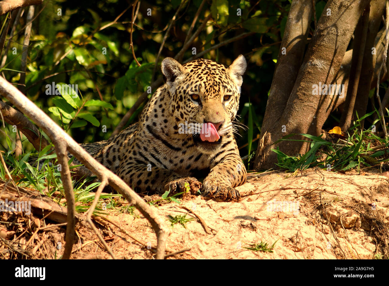 Jaguar female on Rio Cuiaba riverbank, Porto Jofre, Brazil Stock Photo ...