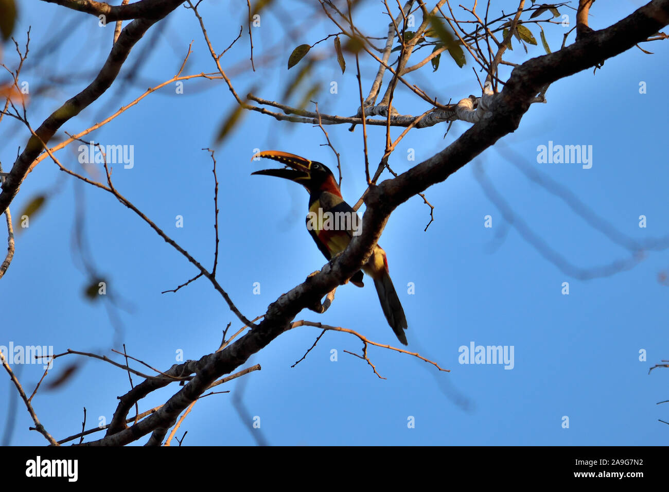 Wet toucan hi-res stock photography and images - Alamy