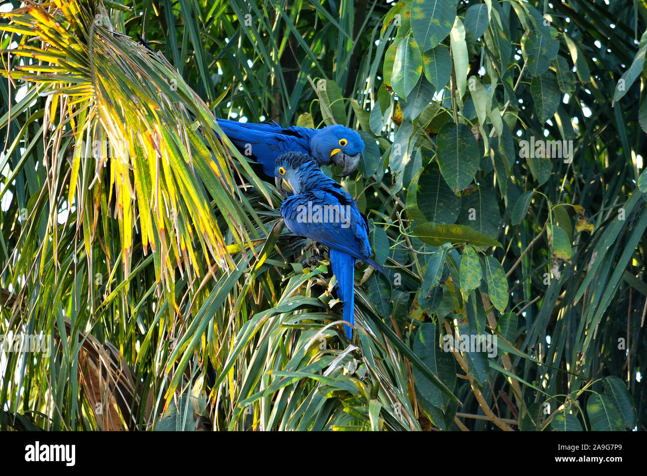 Hyacinth macaw on Rio Cuiaba, Pantanal Matogrosso Brazil Stock Photo ...