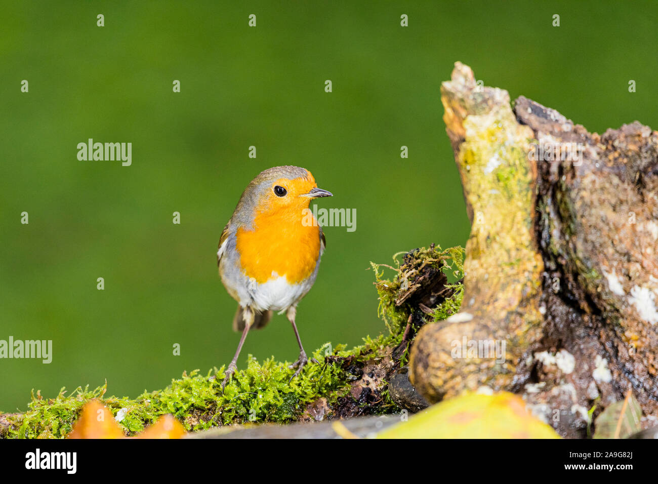 Male robin hi-res stock photography and images - Alamy