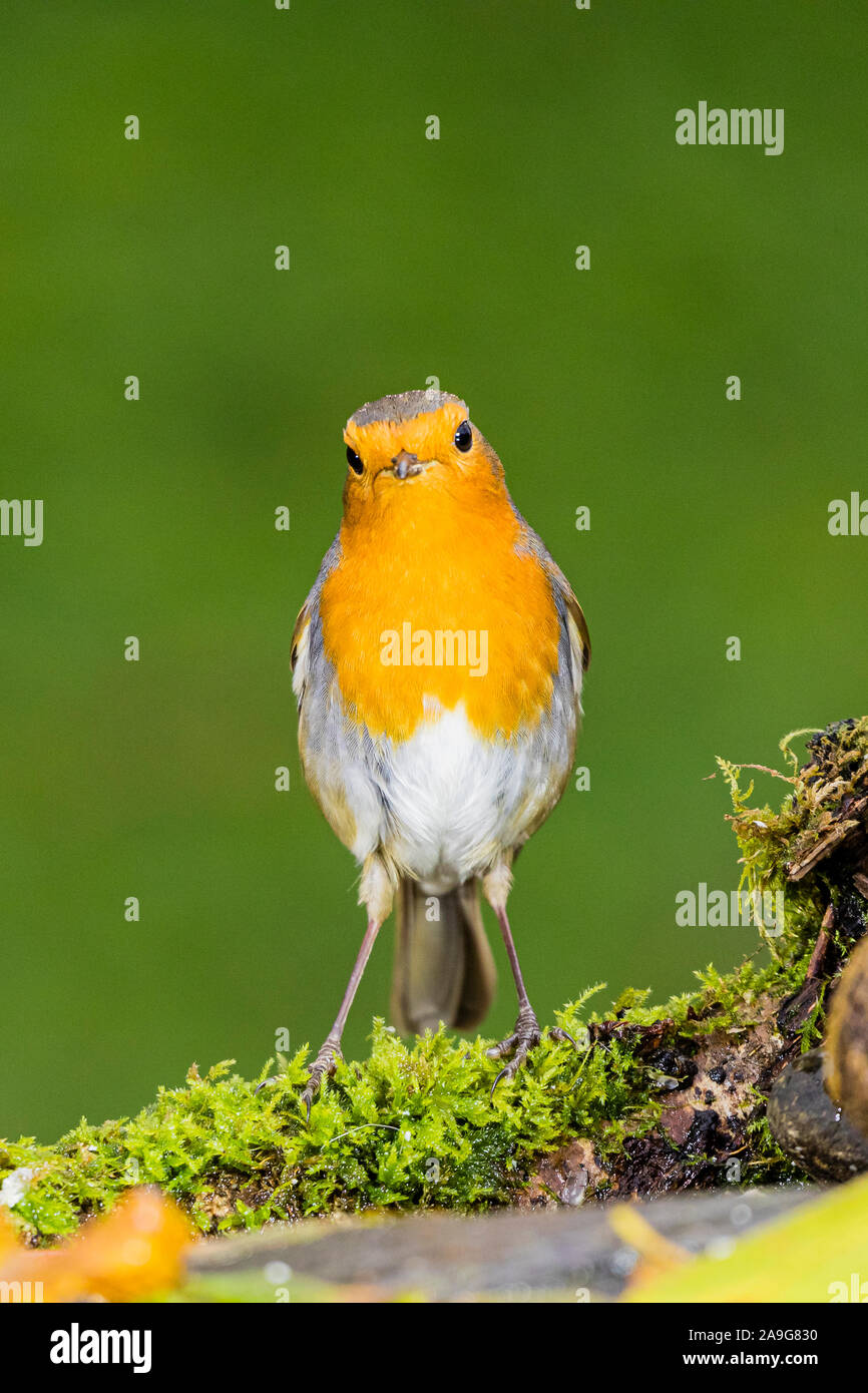 Male robin hi-res stock photography and images - Alamy