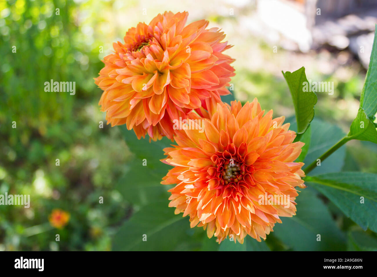 Two Large Round Flowers High Resolution Stock Photography and Images ...