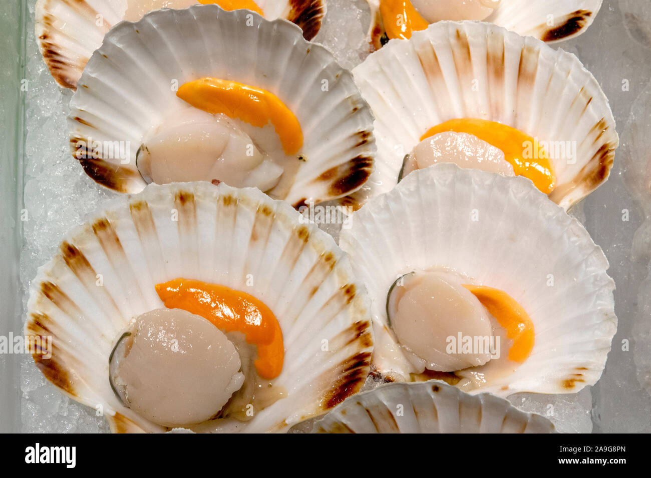 Pecten jacobaeus hi-res stock photography and images - Alamy
