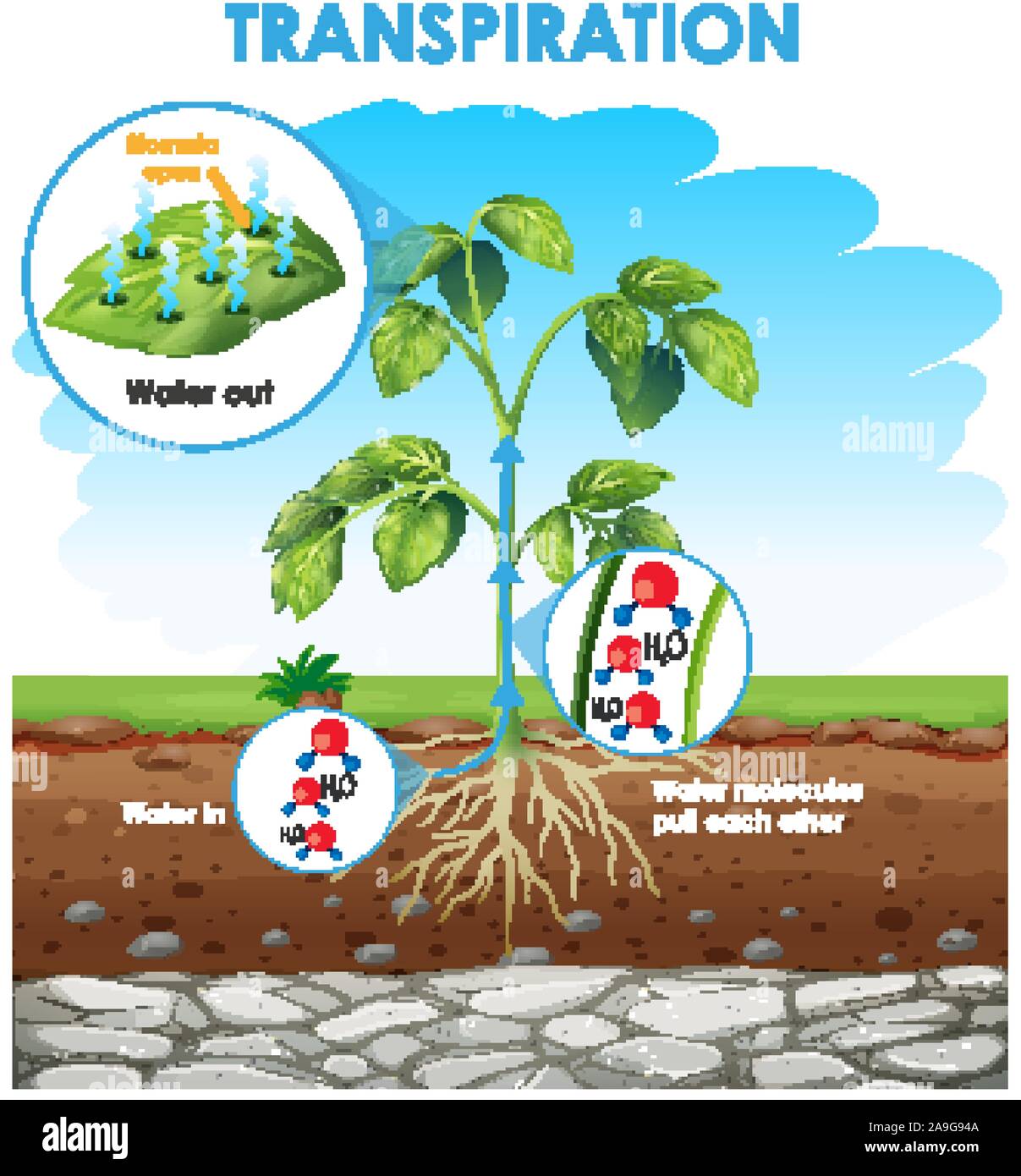 Diagram showing transpiration in plant illustration Stock Vector Image ...