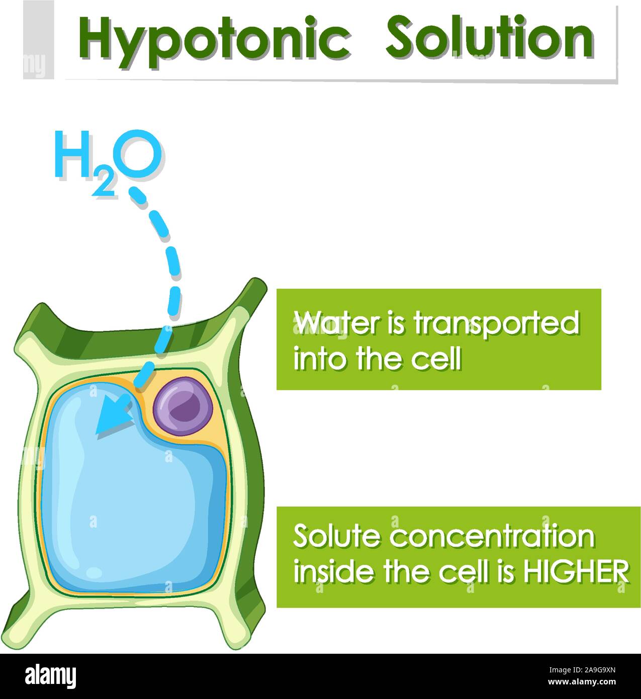 Isotonic Solution Plant Cell
