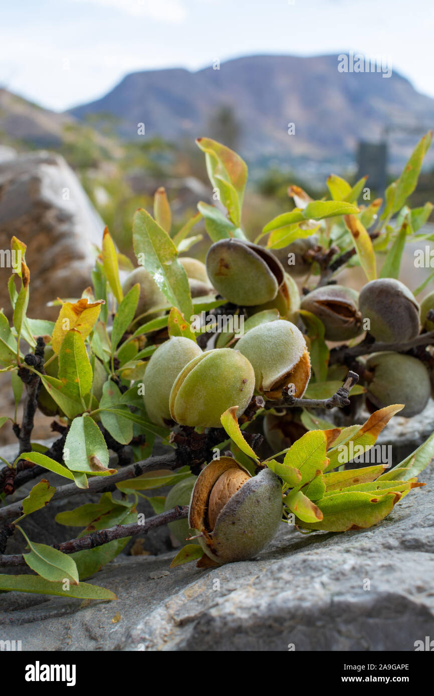 New harvest of ripe almonds nuts close up Stock Photo - Alamy