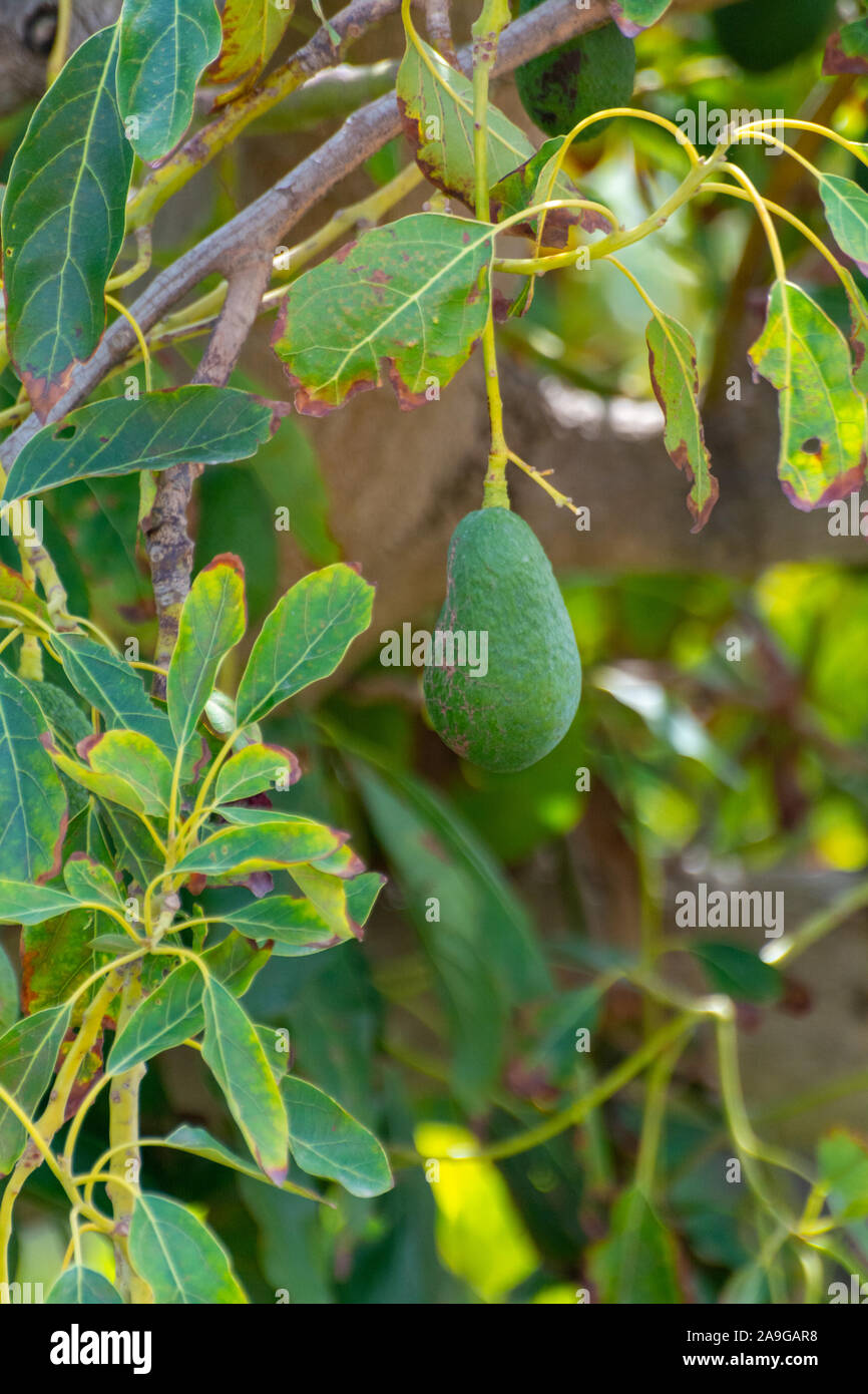 Cultivation on farms of tasty hass avocado trees, organic avocado ...