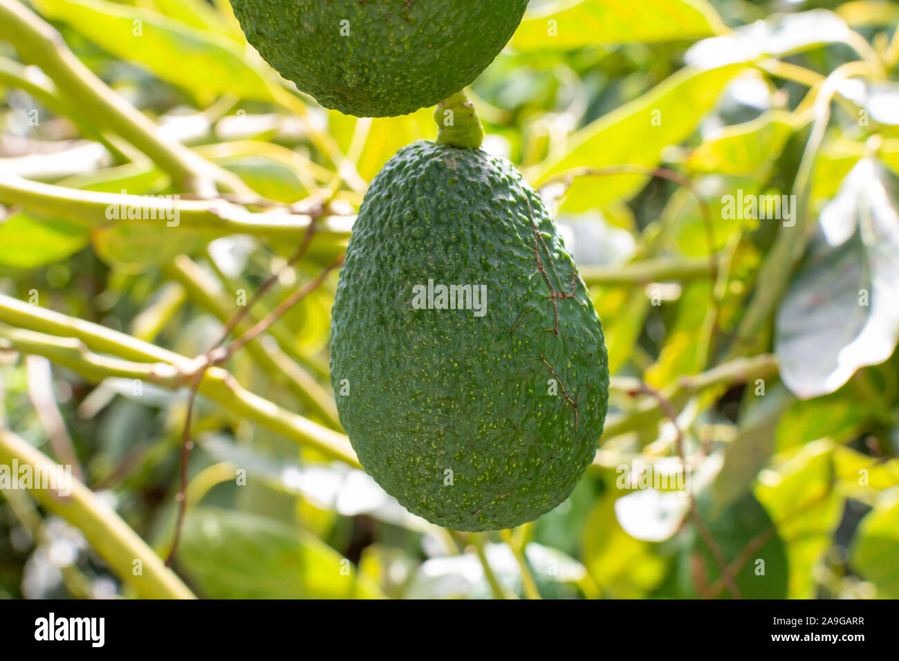 Cultivation on farms of tasty hass avocado trees, organic avocado ...