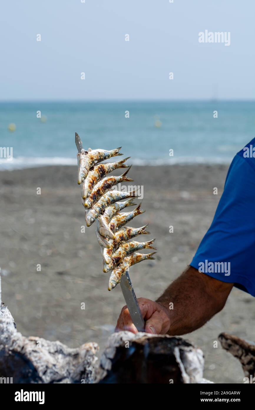 Sardines espeto, Malaga style fish on stick barbecue prepared on olive ...