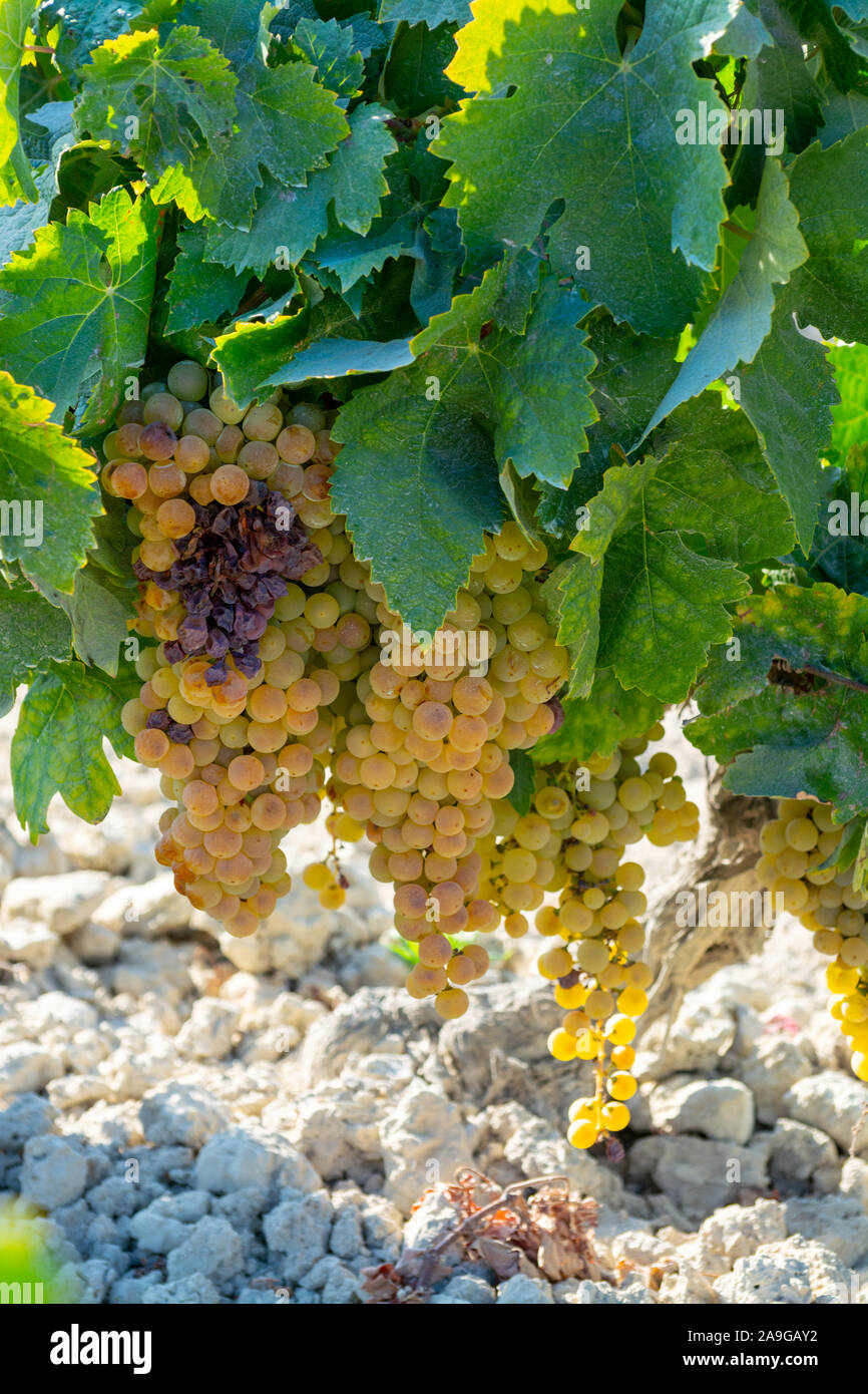 Ripe white grape growing on special light soil in Andalusia, Spain ...