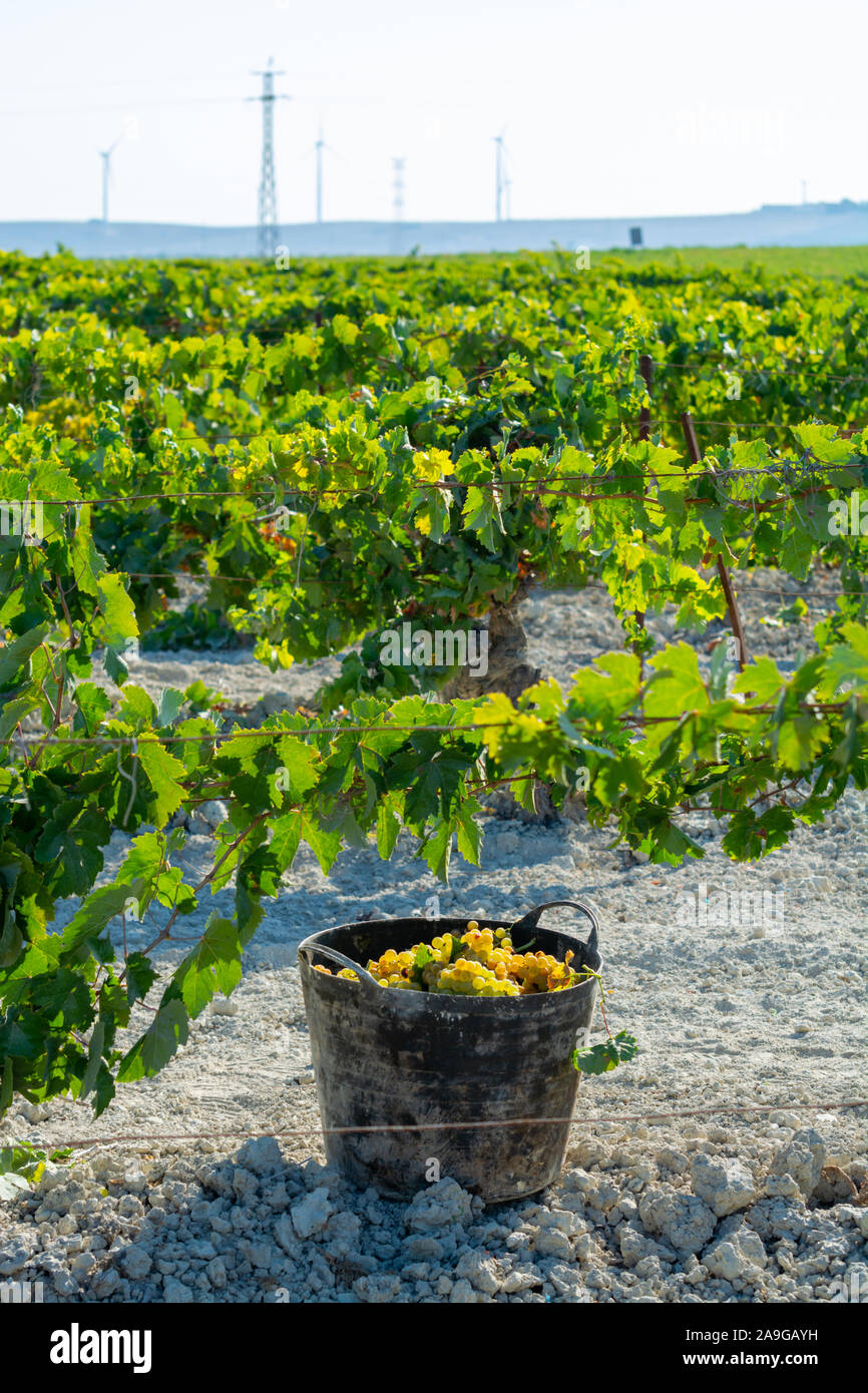 Palomino fino grapes hi-res stock photography and images - Alamy