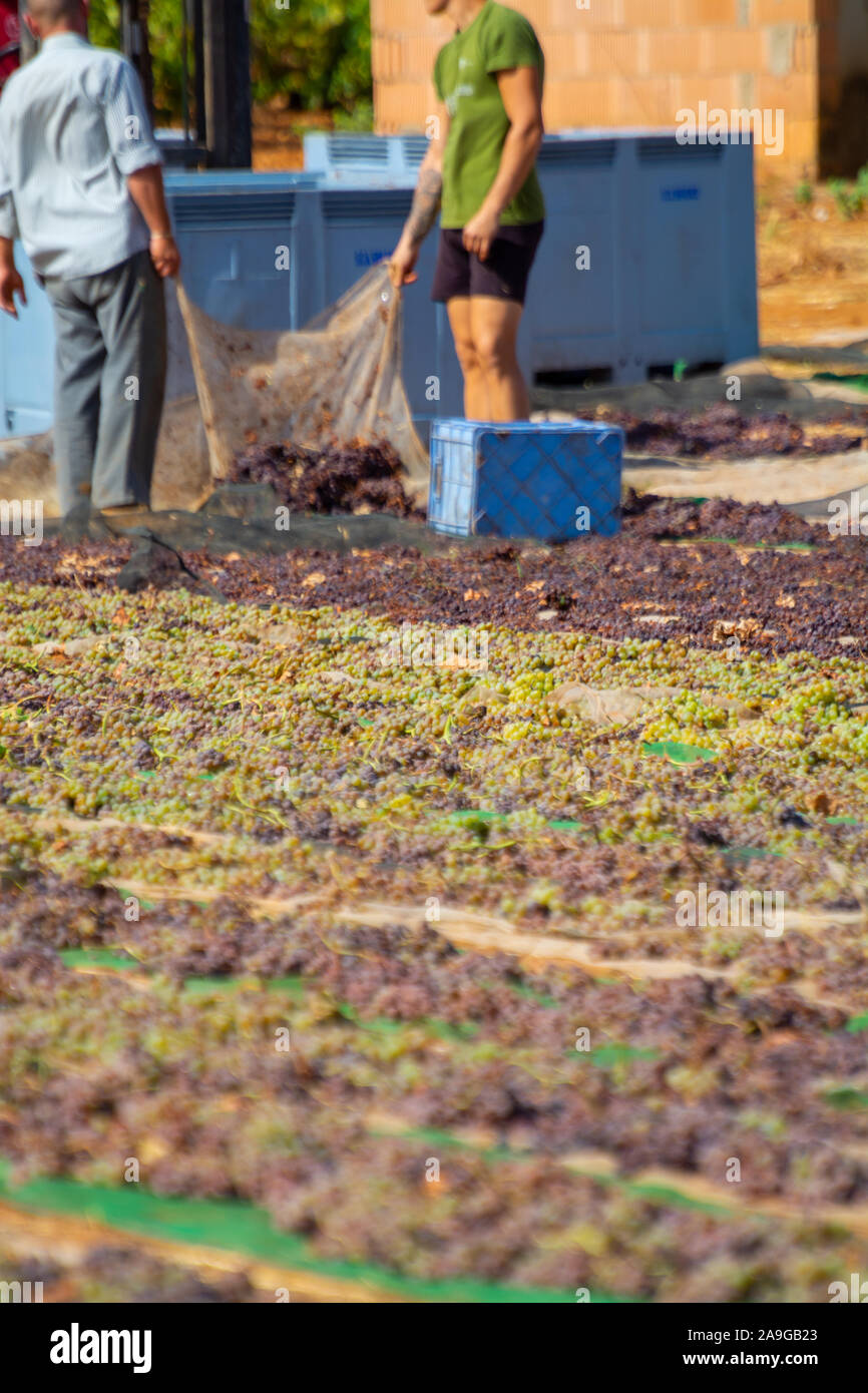 Traditional drying of sweet wine pedro ximenez grapes under hot sun on ...