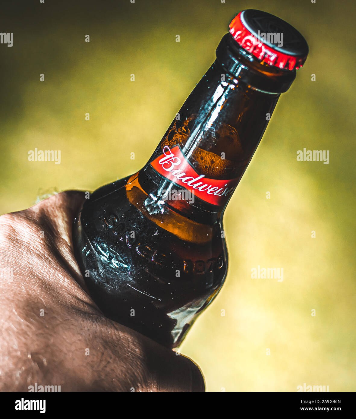 Photo of a Budweiser beer Stock Photo - Alamy