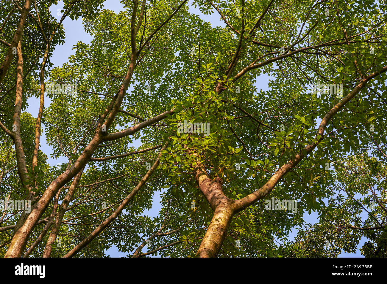 Tall tall trees and thick leaves Stock Photo - Alamy