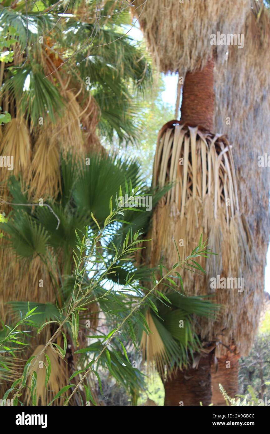 Colorado Desert native plant, commonly Sandbar Willow, botanically ...