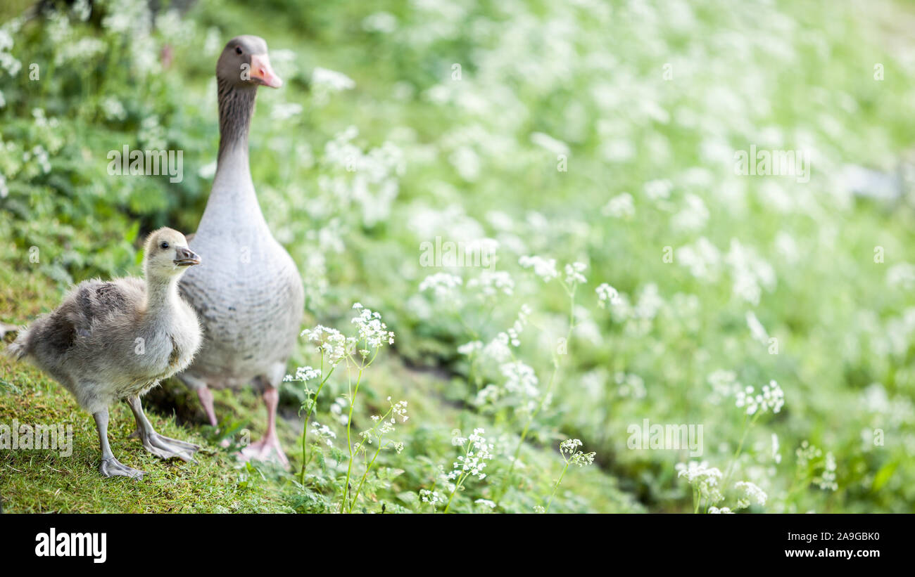 Free range goose hi-res stock photography and images - Alamy
