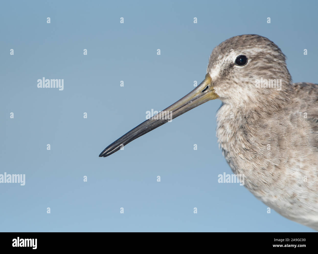 A headshot of a Short-billed Dowitcher (Limnodromus griseus) on a sandy ...