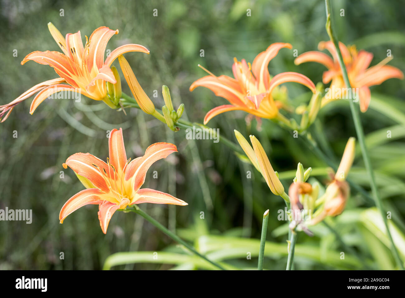 Hemerocallis fulva hi-res stock photography and images - Alamy