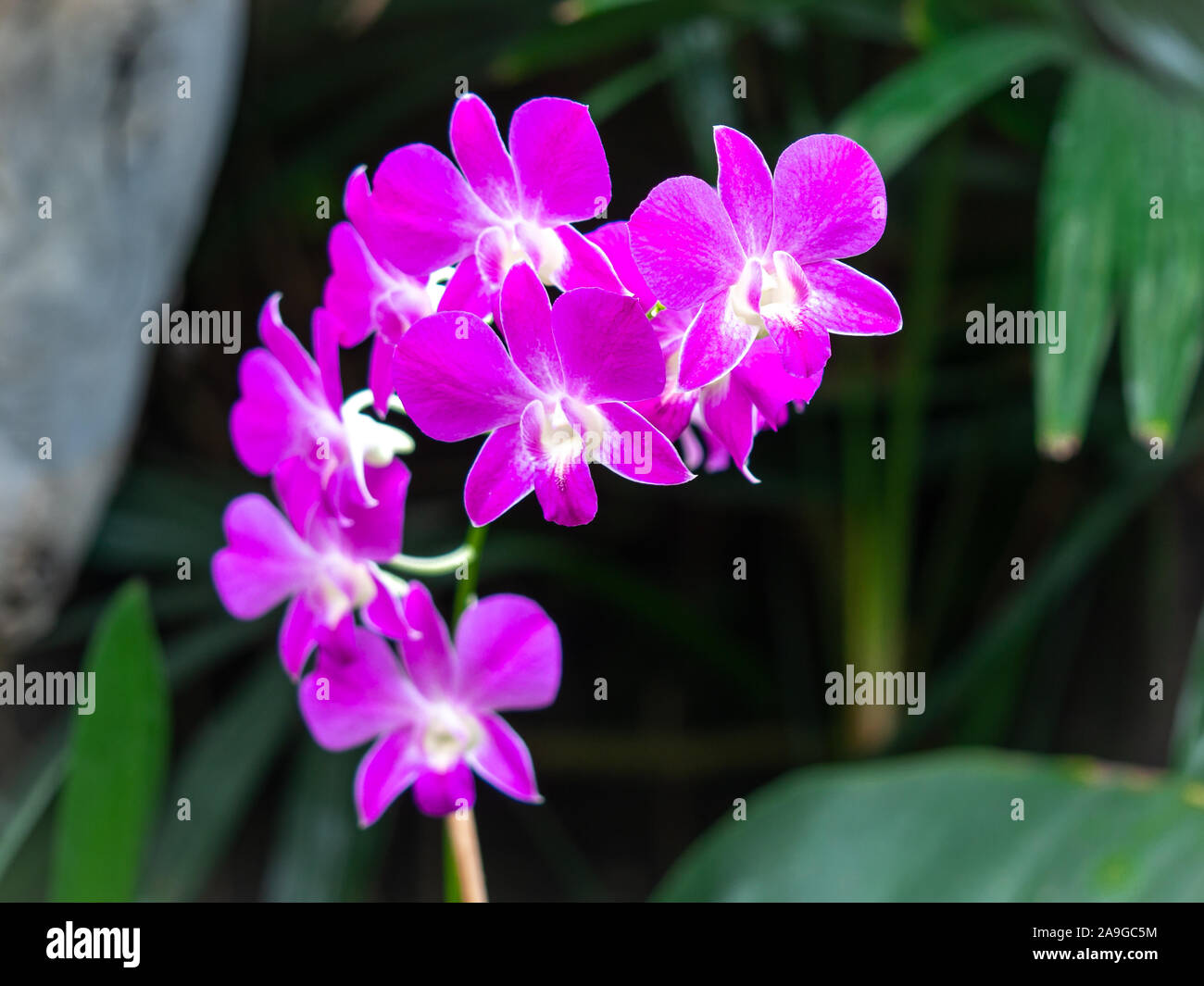 Orchid flowers hi-res stock photography and images - Alamy