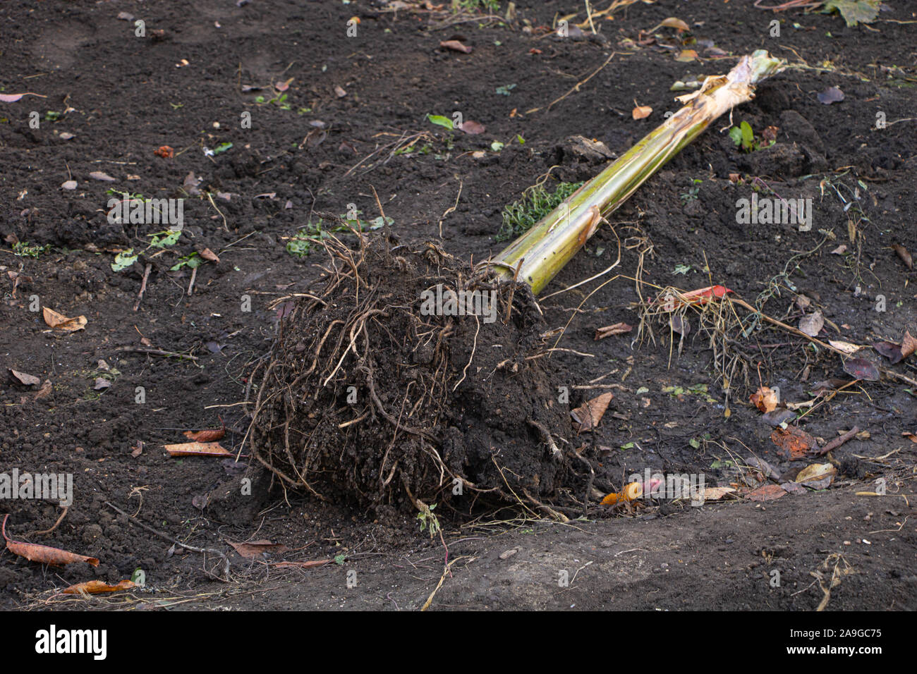 One banana tree digged out from the ground Stock Photo - Alamy