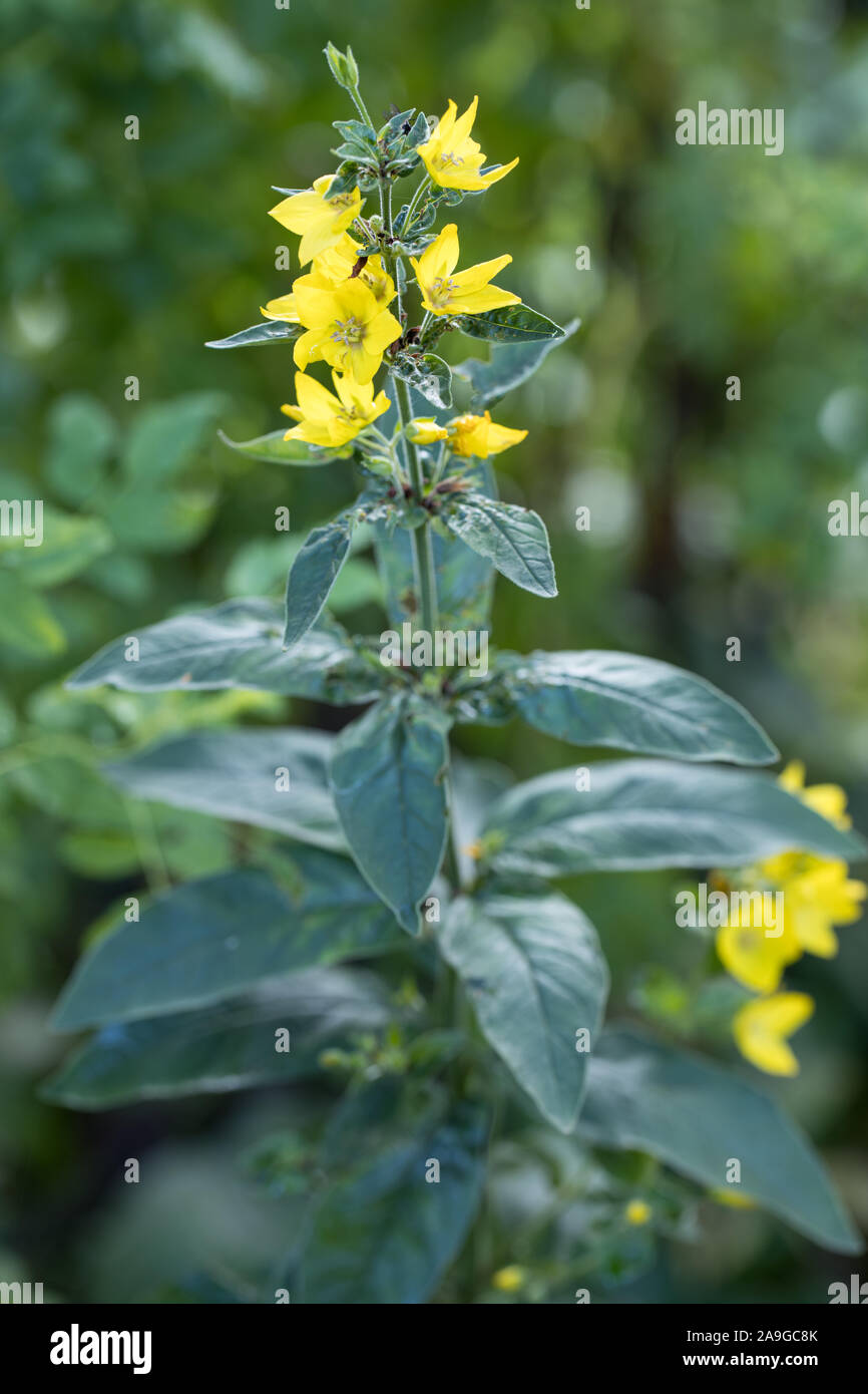 Yellow loosestrife hi-res stock photography and images - Alamy