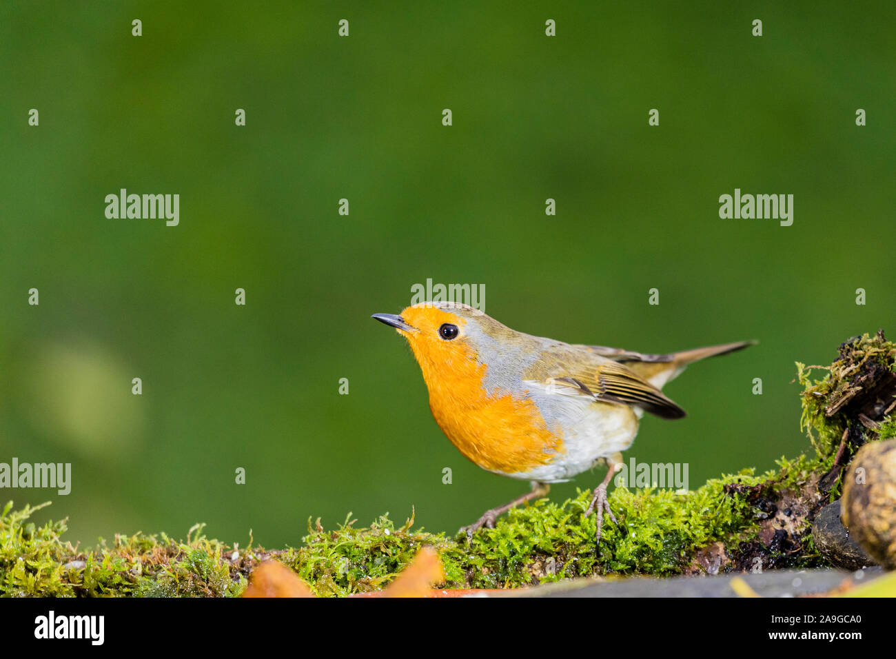 Male robin hi-res stock photography and images - Alamy