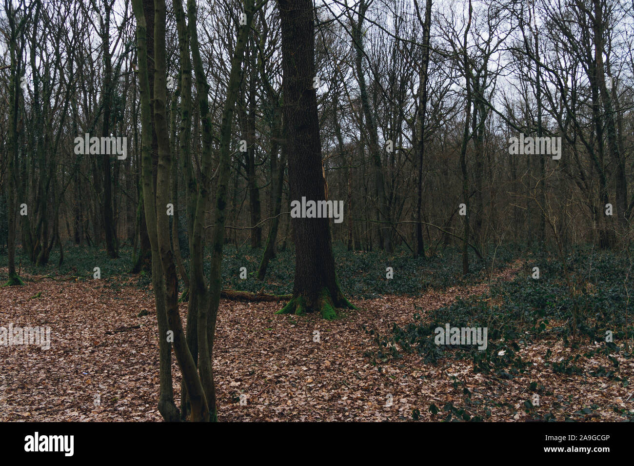Trees without leaves in a forest in autumn Stock Photo - Alamy