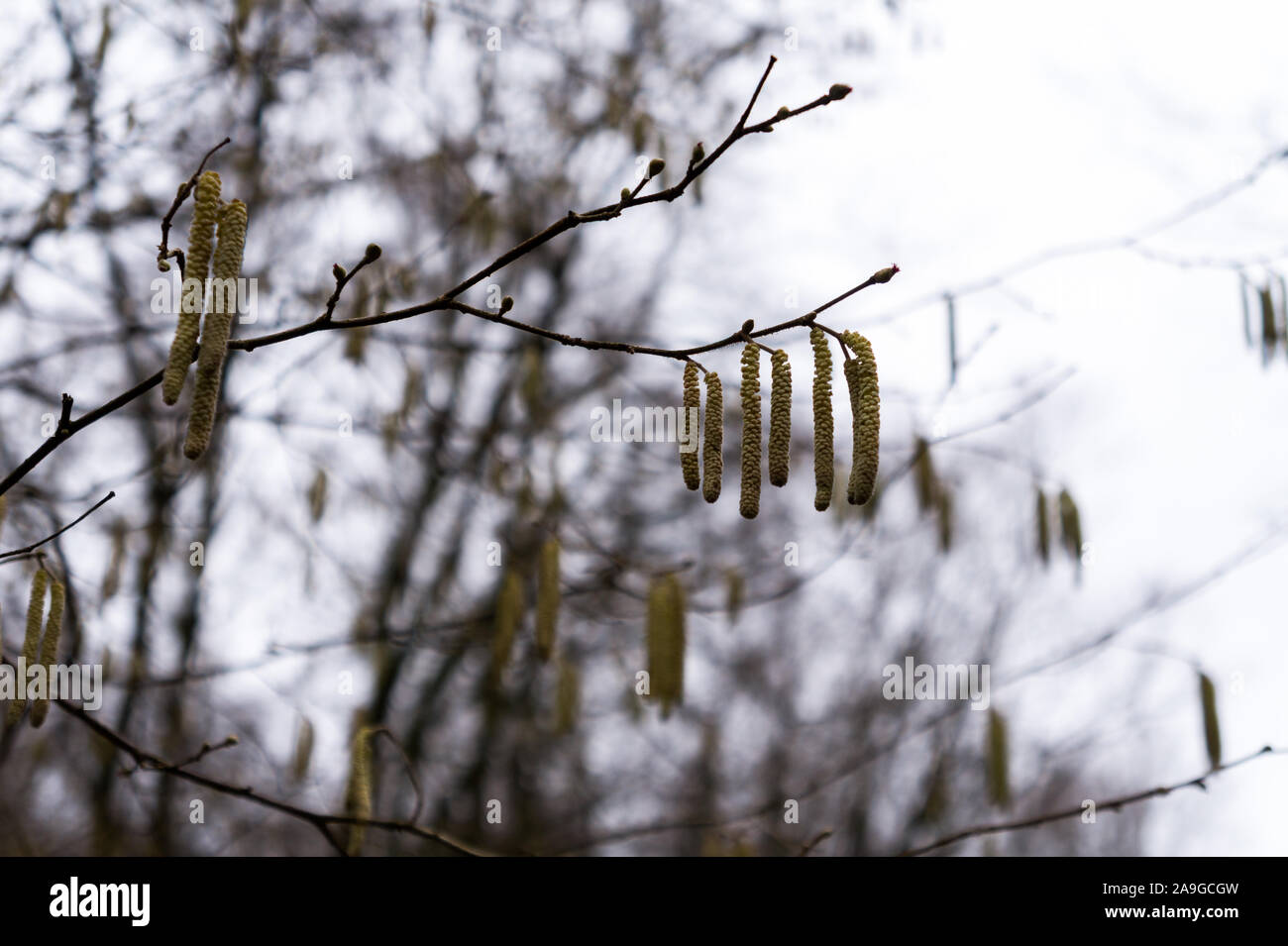 Hazel Alder Bush Blooming White Flowers Of A Witch Alder Bush, For