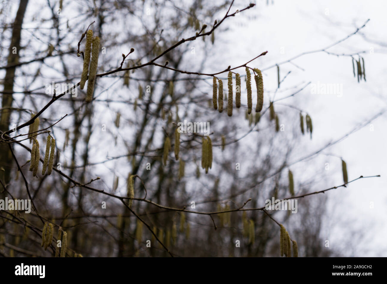 Scenic hazel alder in winter Stock Photo - Alamy
