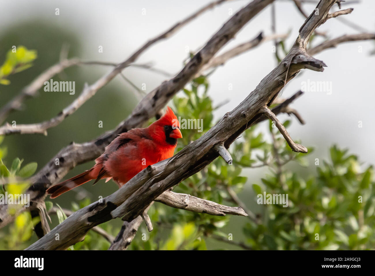 Red bird cardinal resting on a cedar branch Stock Photo - Alamy