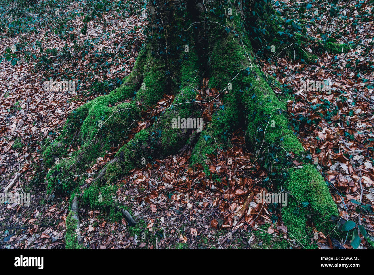 Root of a tree covered with moss Stock Photo - Alamy