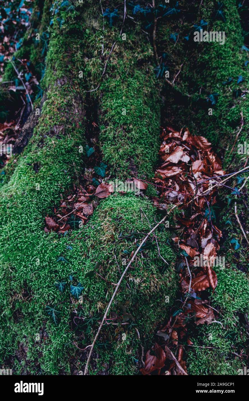 Root of a tree covered with moss close-up Stock Photo - Alamy