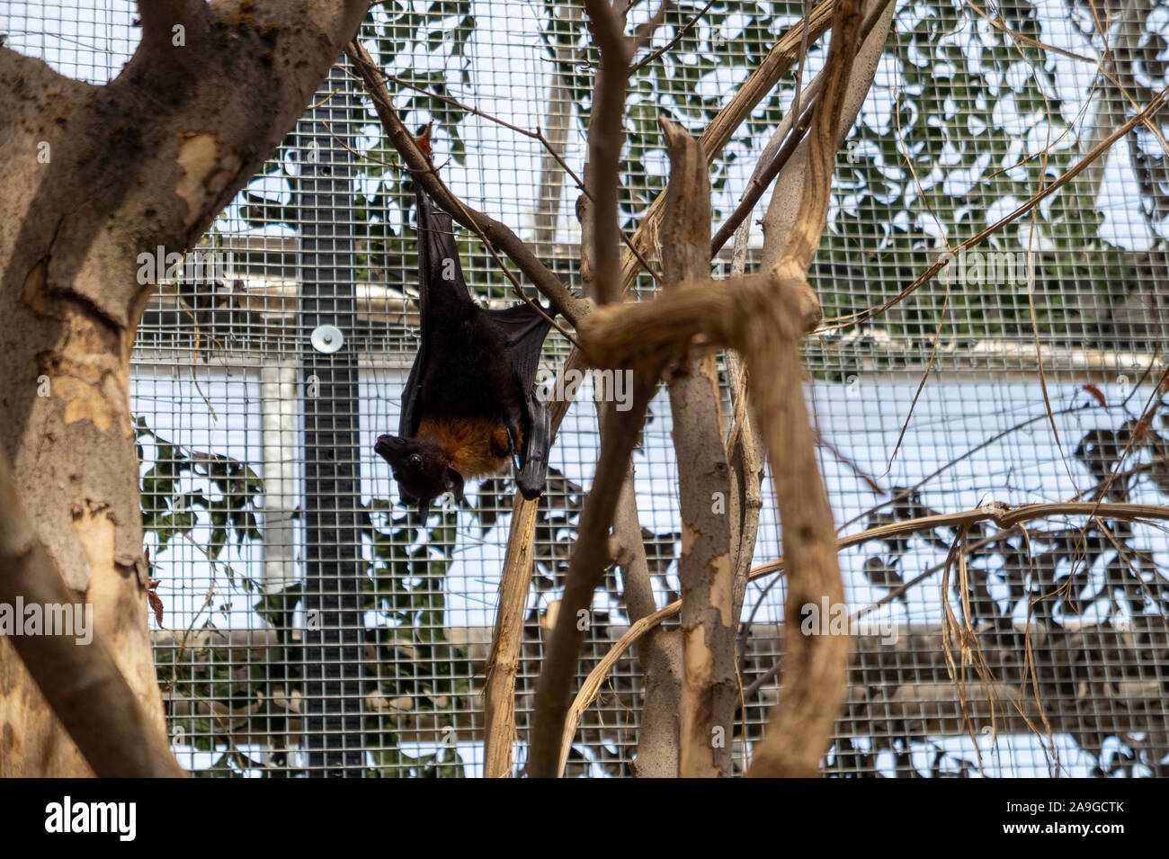 Bat hanging from a tree looks left Stock Photo - Alamy