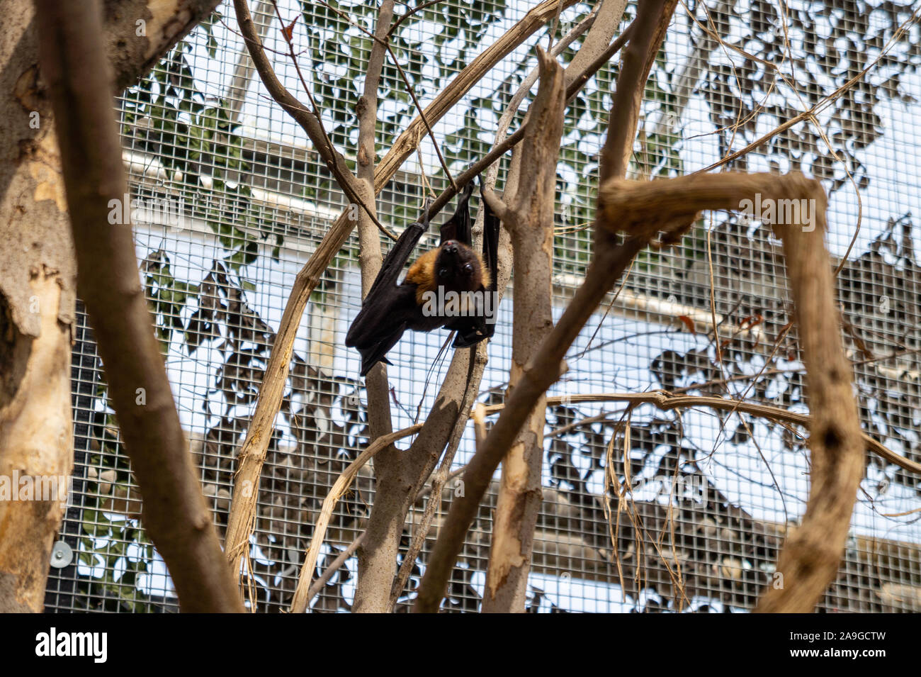 Hanging squat bat looks at the camera Stock Photo - Alamy