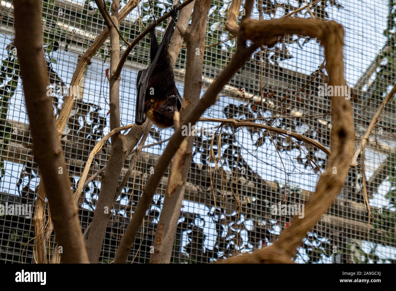 Bat hanging behind a branch Stock Photo - Alamy