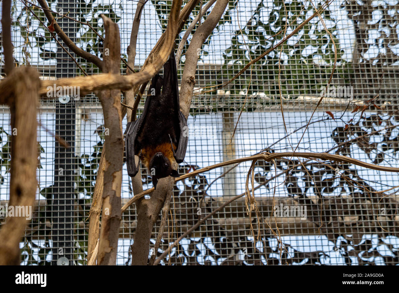 Flying fox looking at camera hi-res stock photography and images - Alamy