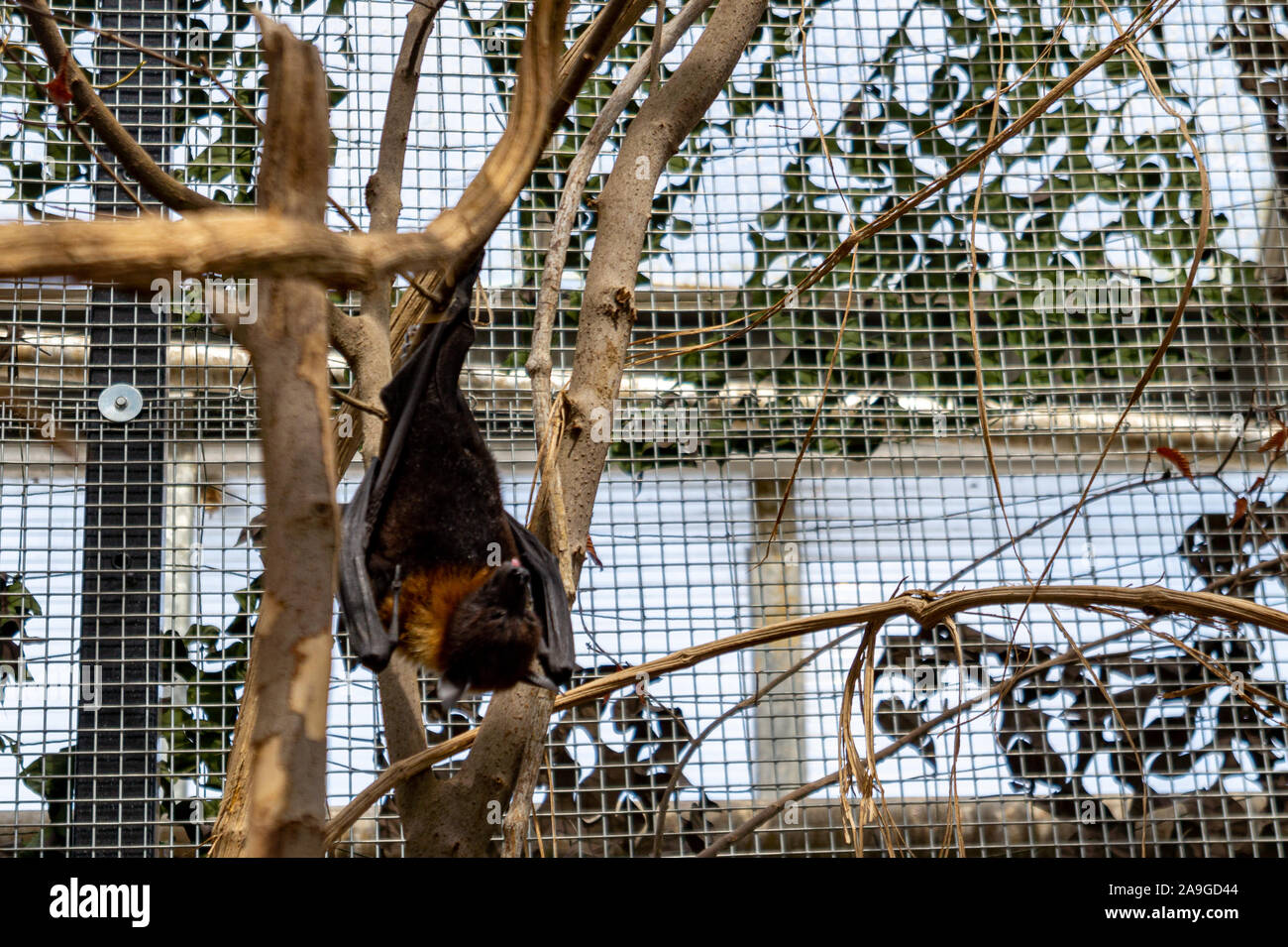 Hanging bat sleeping close up Stock Photo - Alamy