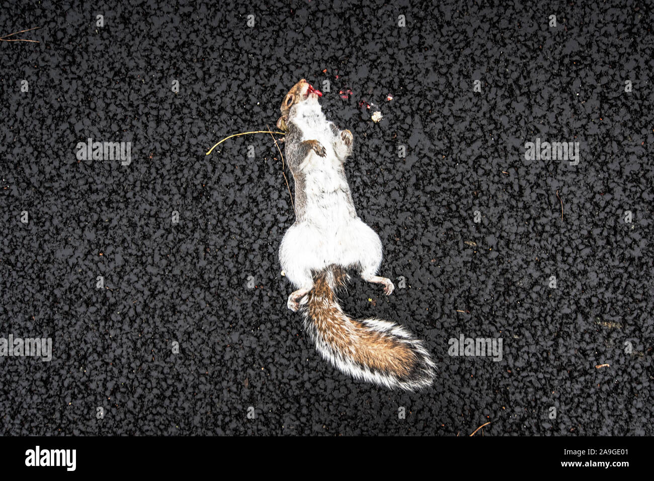 Squirrel Roadkill High Resolution Stock Photography and Images - Alamy