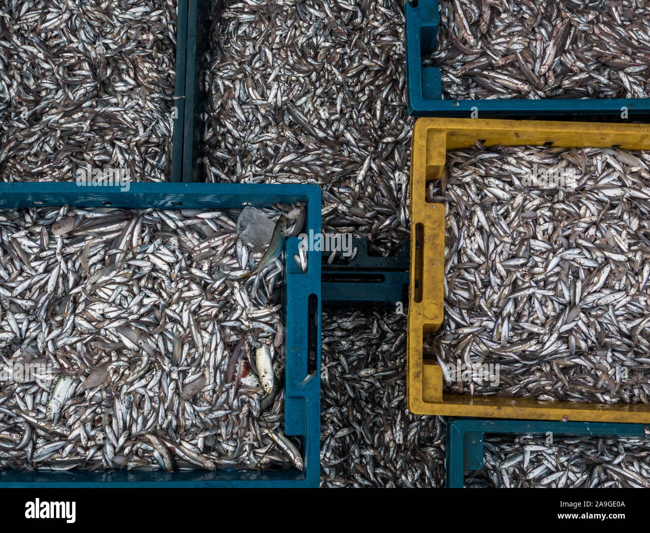 Plenty of fish hi-res stock photography and images - Alamy