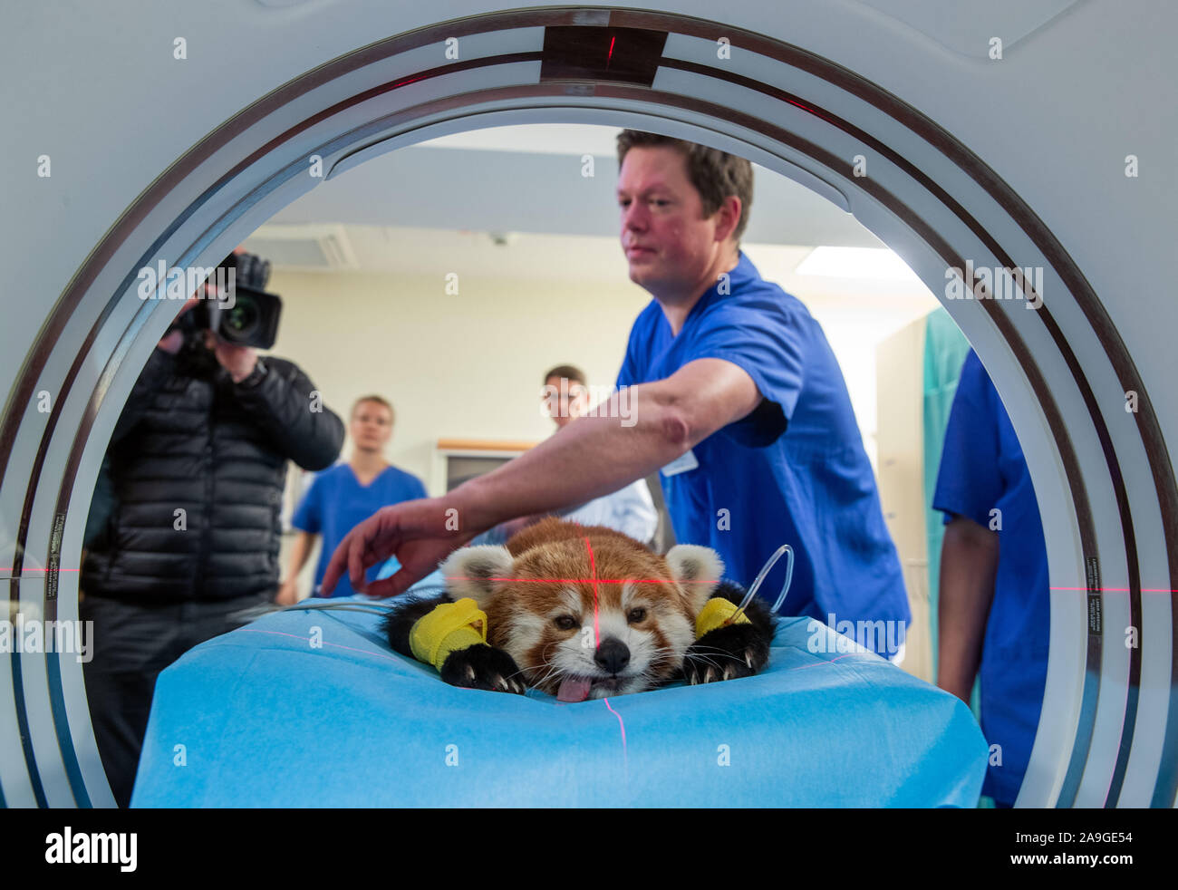 Schwerin, Germany. 15th Nov, 2019. Senior physician Niels von Gadow ...