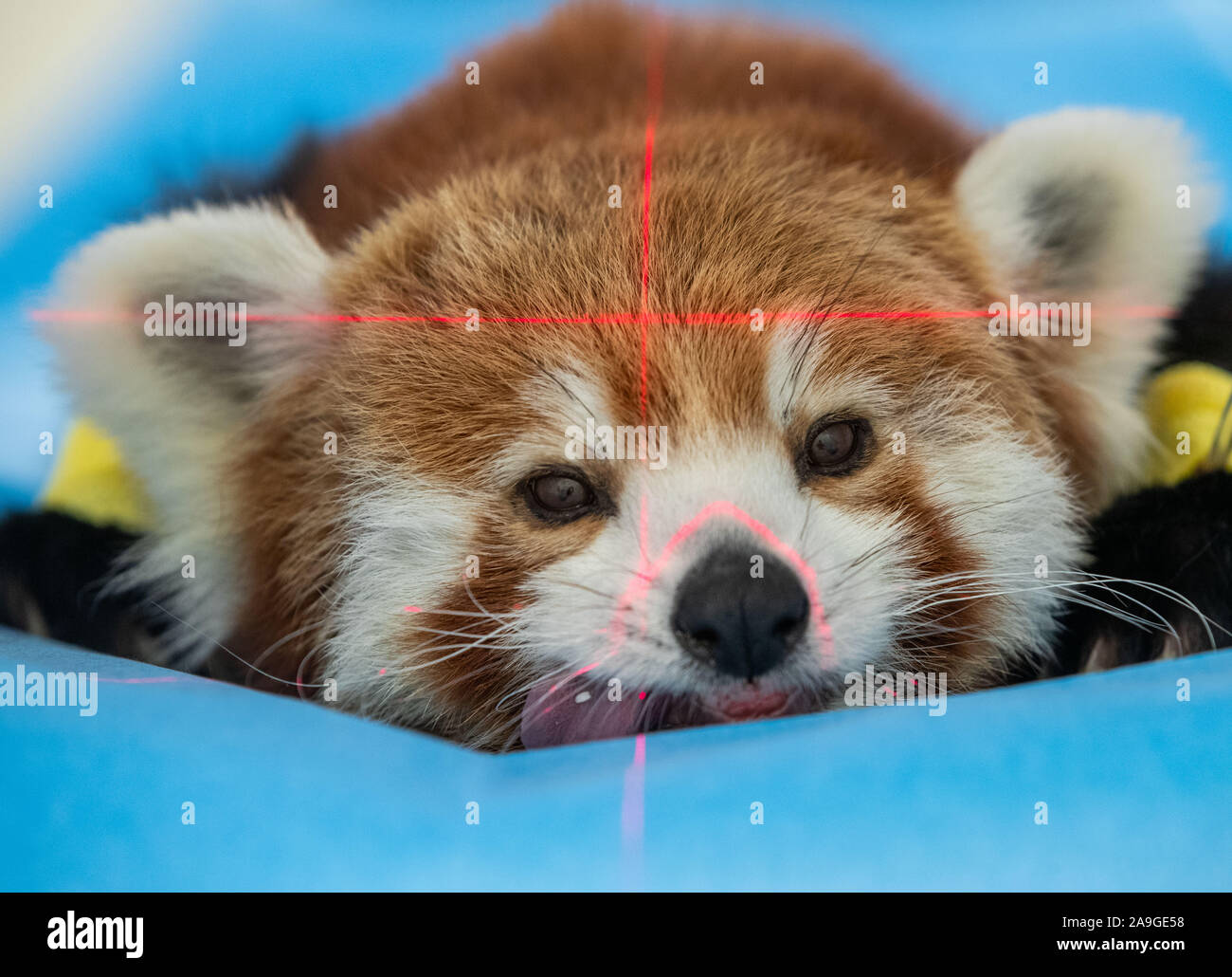 Emaciating hi-res stock photography and images - Alamy