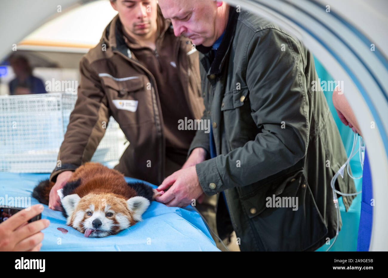 Emaciating hi-res stock photography and images - Alamy