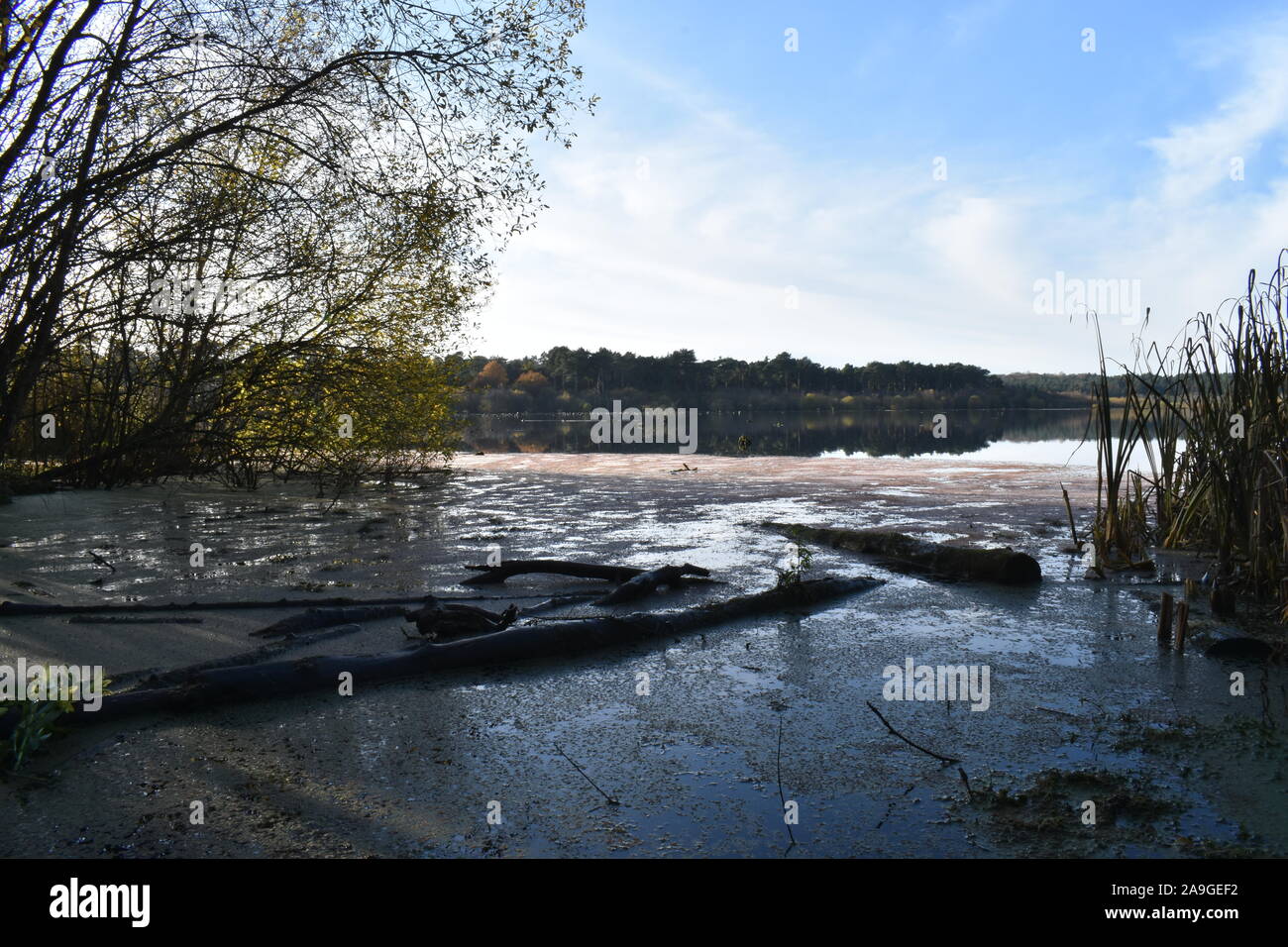 Blakemere Moss, Delamere, UK Stock Photo - Alamy